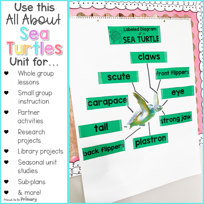Sea Turtle Reptile Science Unit - Life Cycle Craft & Ocean Animal Acti